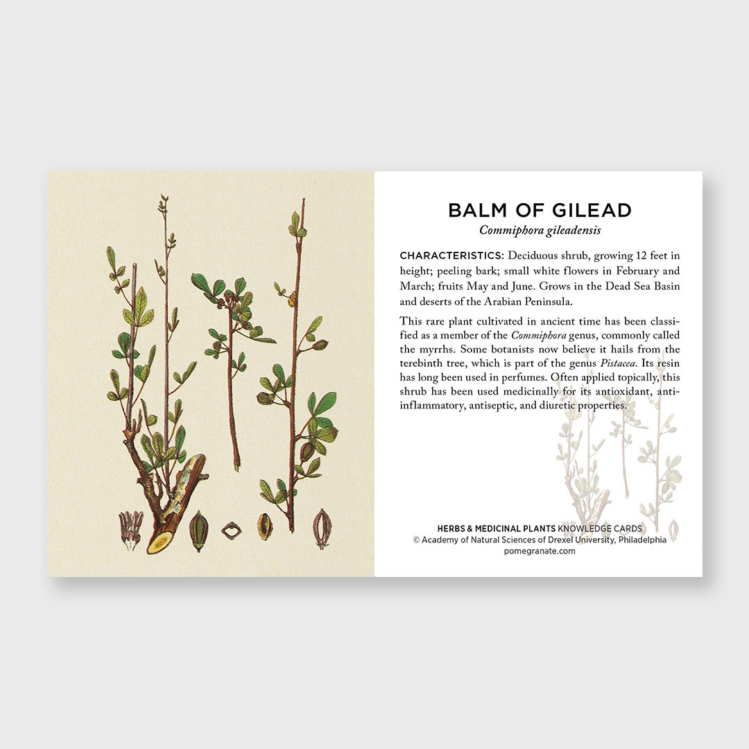herbs and medicinal plants knowledge cards – Moonlight Arts Collective