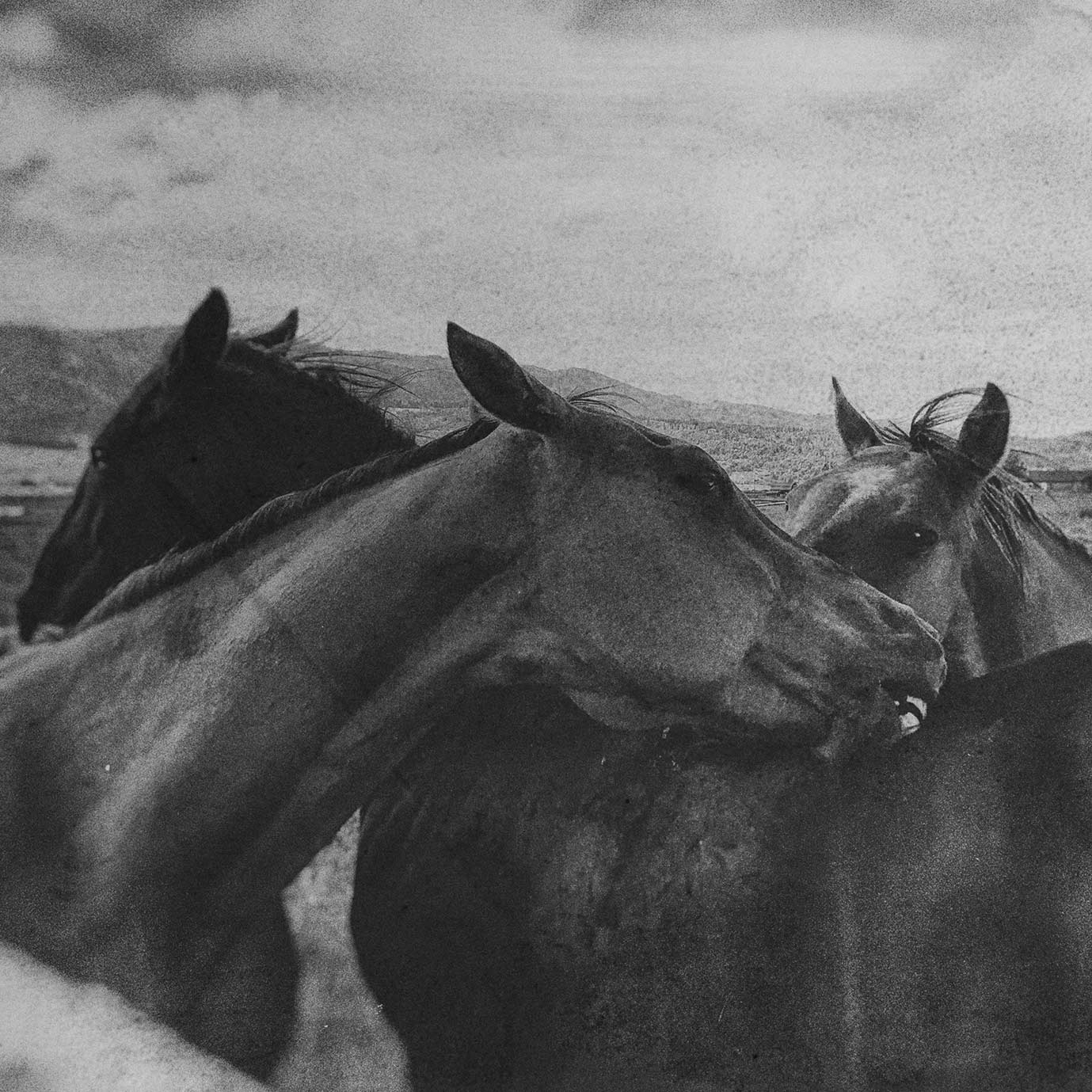 roan ranch - signed edition print – Moonlight Arts Collective